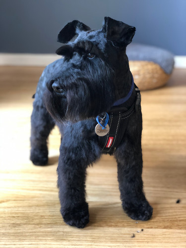 The Dapper Dog Grooming and Spa | Dog Groomer and Day Spa Wantirna