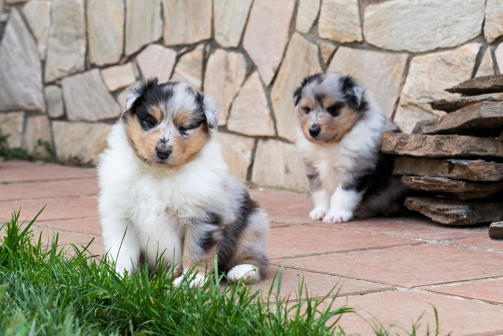 MDR1 y el Rough Collie I Little Hollywood Collies