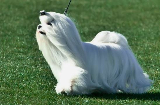 10 razas de perro con pelo largo I Little Hollywood Collies
