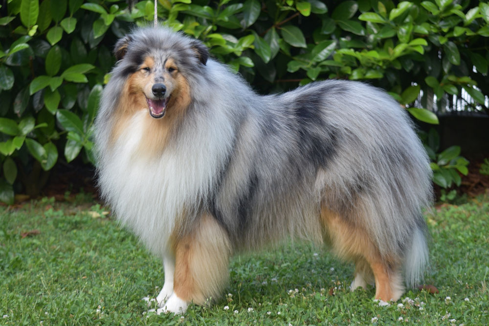7 motivos para NO rapar a tu Collie I Little Hollywood collies