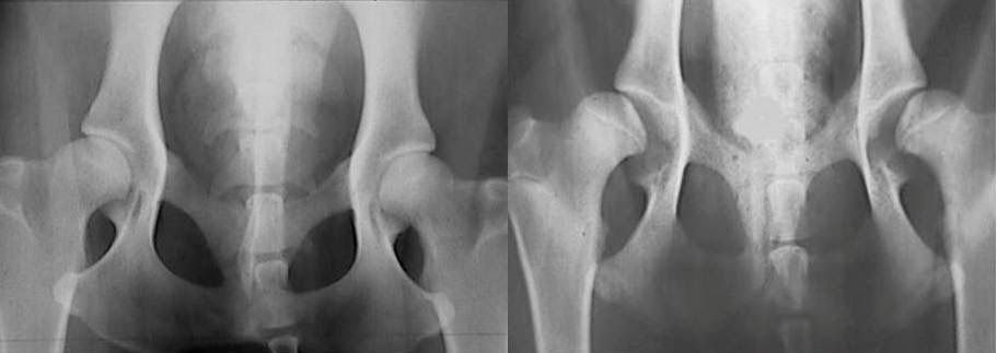 Displasia de cadera en perros