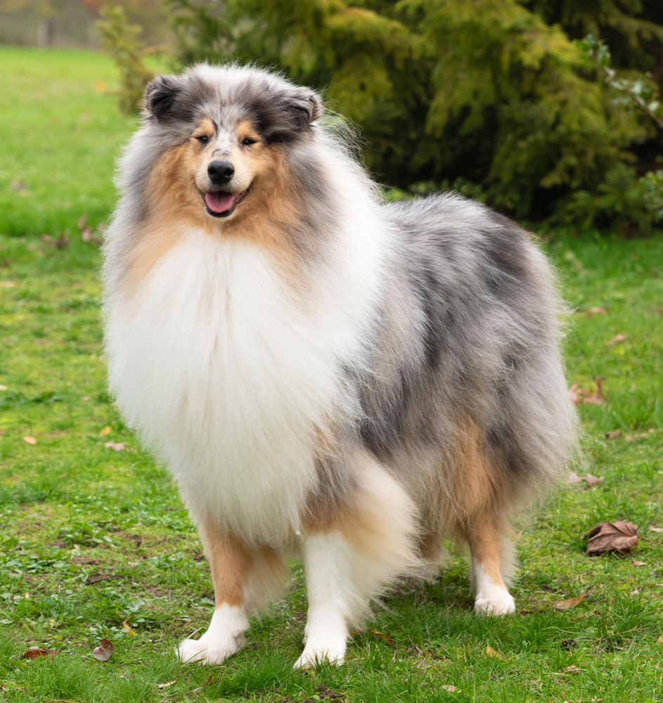 Collie Eye Anomaly (CEA) I Little Hollywood Collies