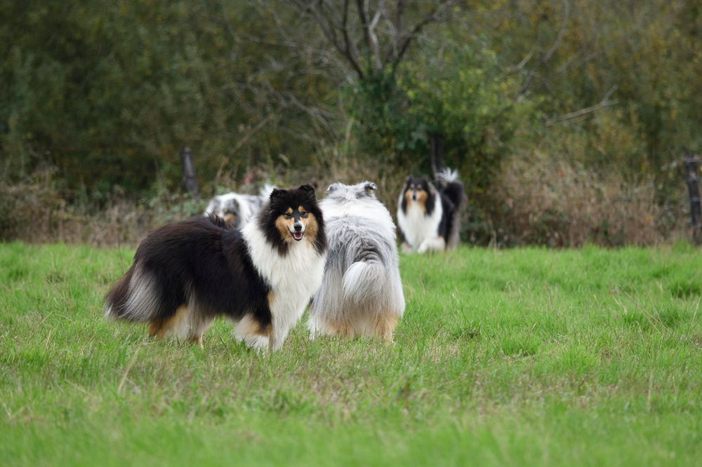 MDR1 y el Rough Collie I Little Hollywood Collies
