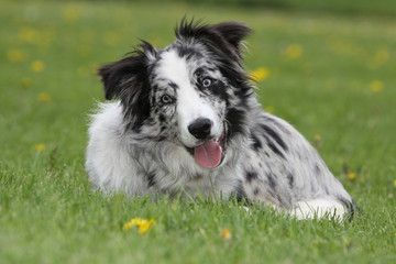 7 Razas de perro blue I Little Hollywood collies