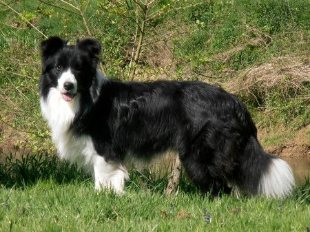 Perros de raza collie I Little Hollywood Collies