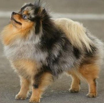 7 Razas de perro blue I Little Hollywood collies