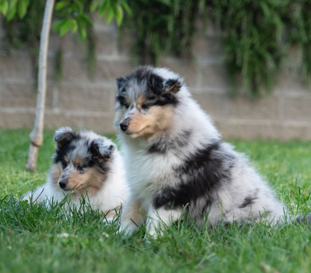 Collie Eye Anomaly (CEA) I Little Hollywood Collies