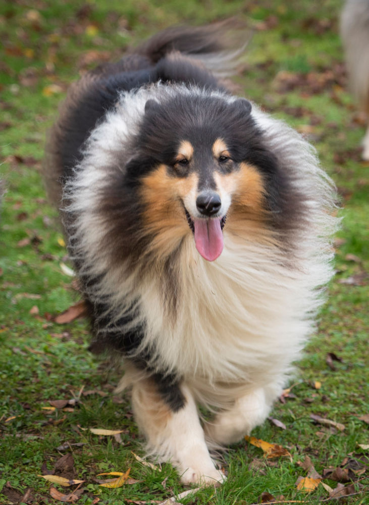 Collie Eye Anomaly (CEA) I Little Hollywood Collies