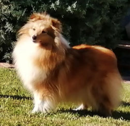 Rough Collie vs Shetland Sheepdog (Sheltie)