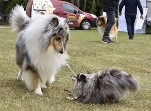 Rough Collie vs Shetland Sheepdog (Sheltie)