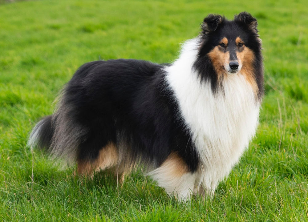 Rough Collie vs Shetland Sheepdog (Sheltie)
