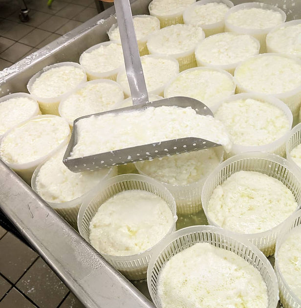 HOME | Jersey Girl Cheese | Italian Cheesemaker