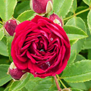 Chevy Chase – Die leuchtend rote Rambler-Rose für dramatische Gartenakzente