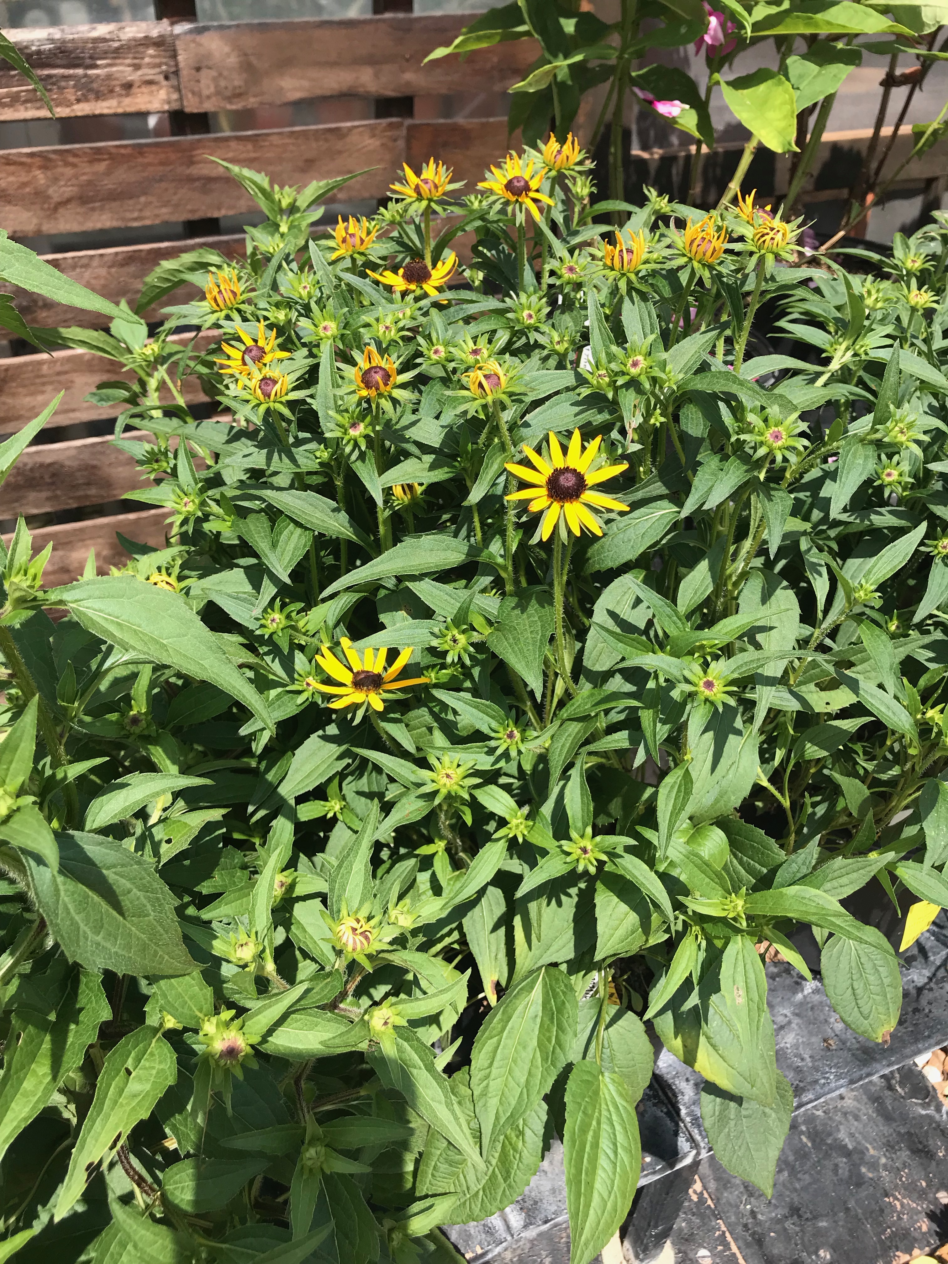 Springfield MO Garden Center & Nursery