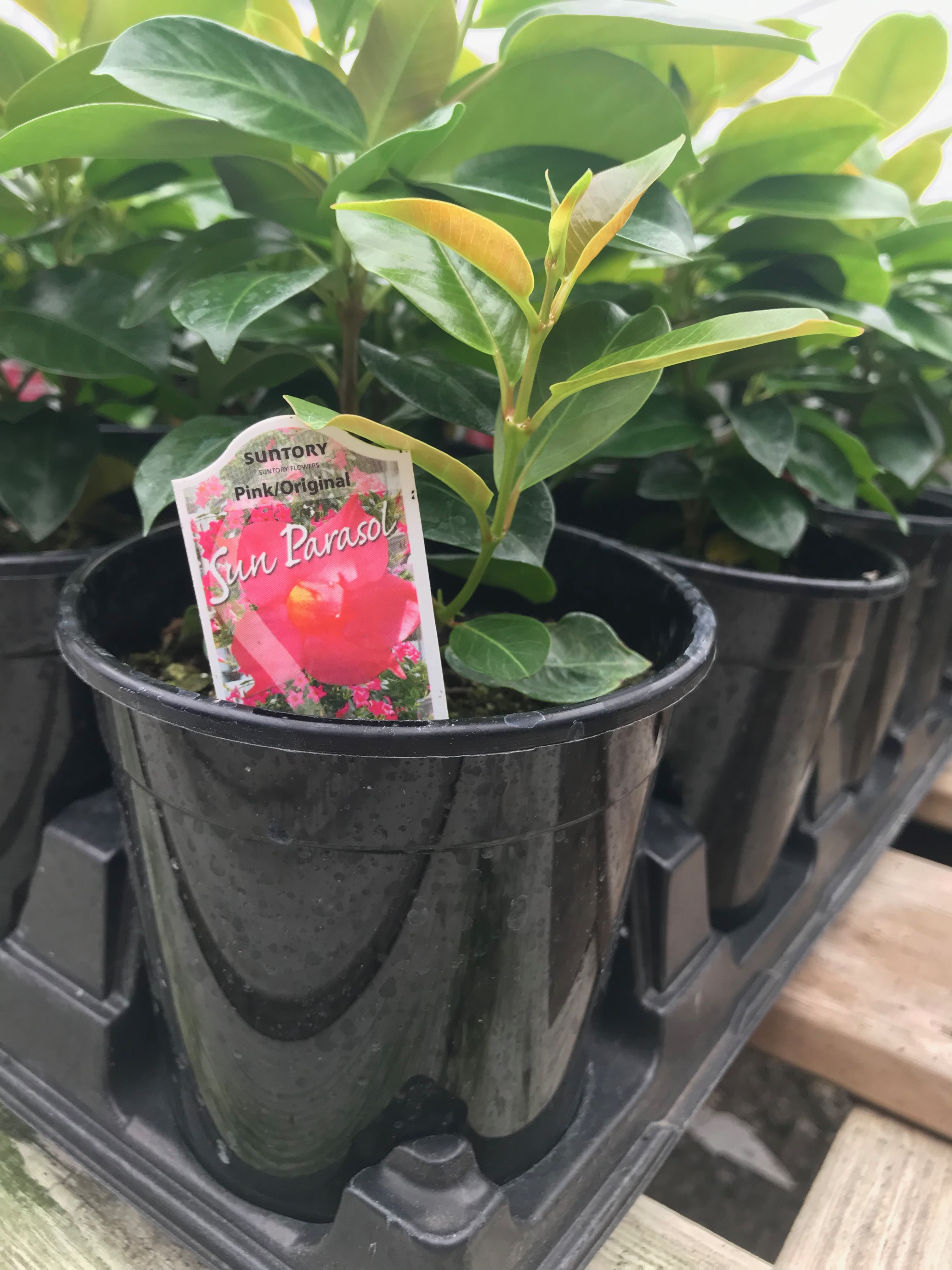 Springfield MO Garden Center & Nursery