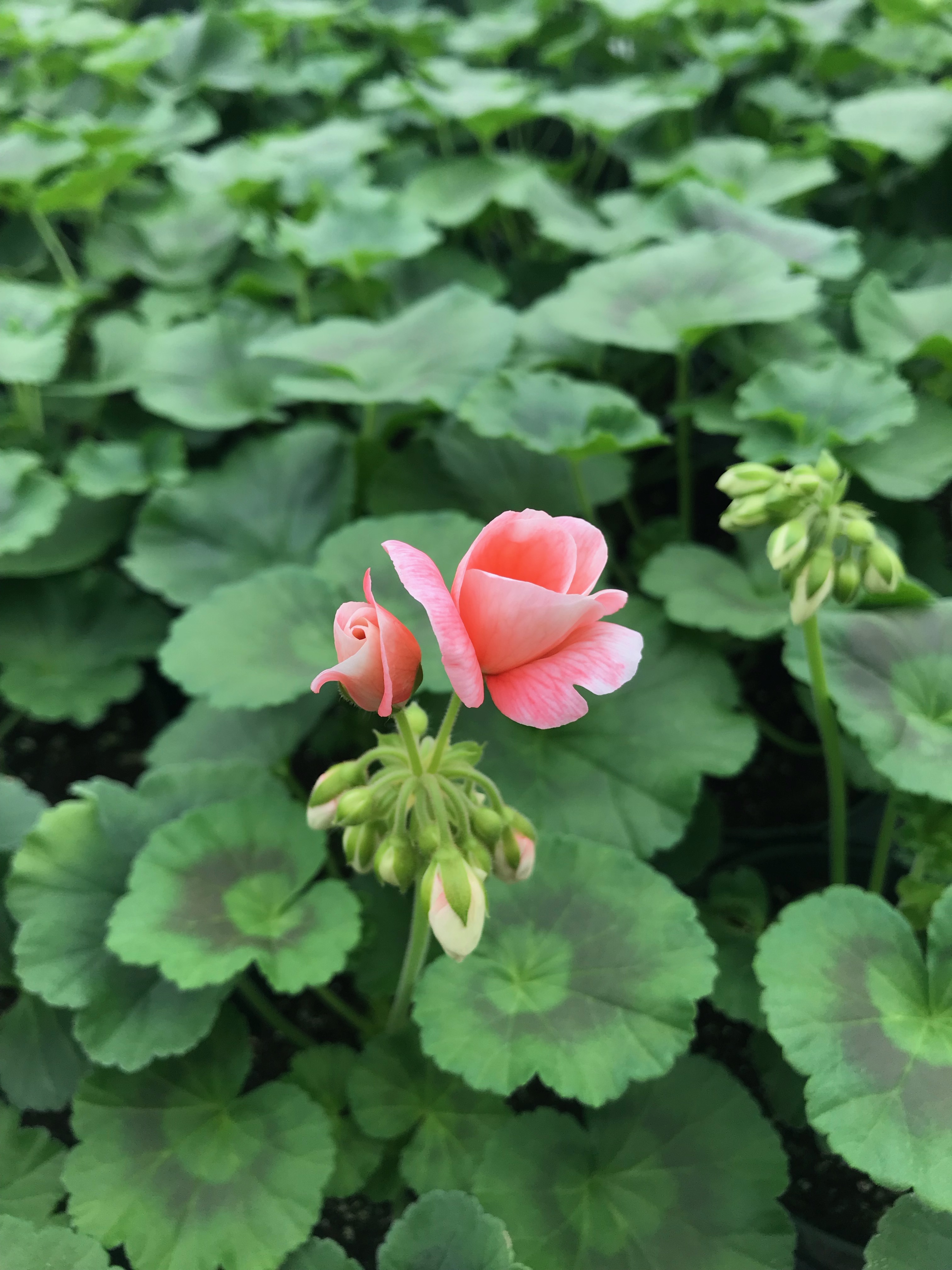 Springfield MO Garden Center & Nursery