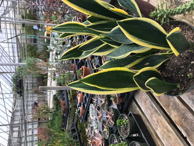 Springfield MO Garden Center & Nursery