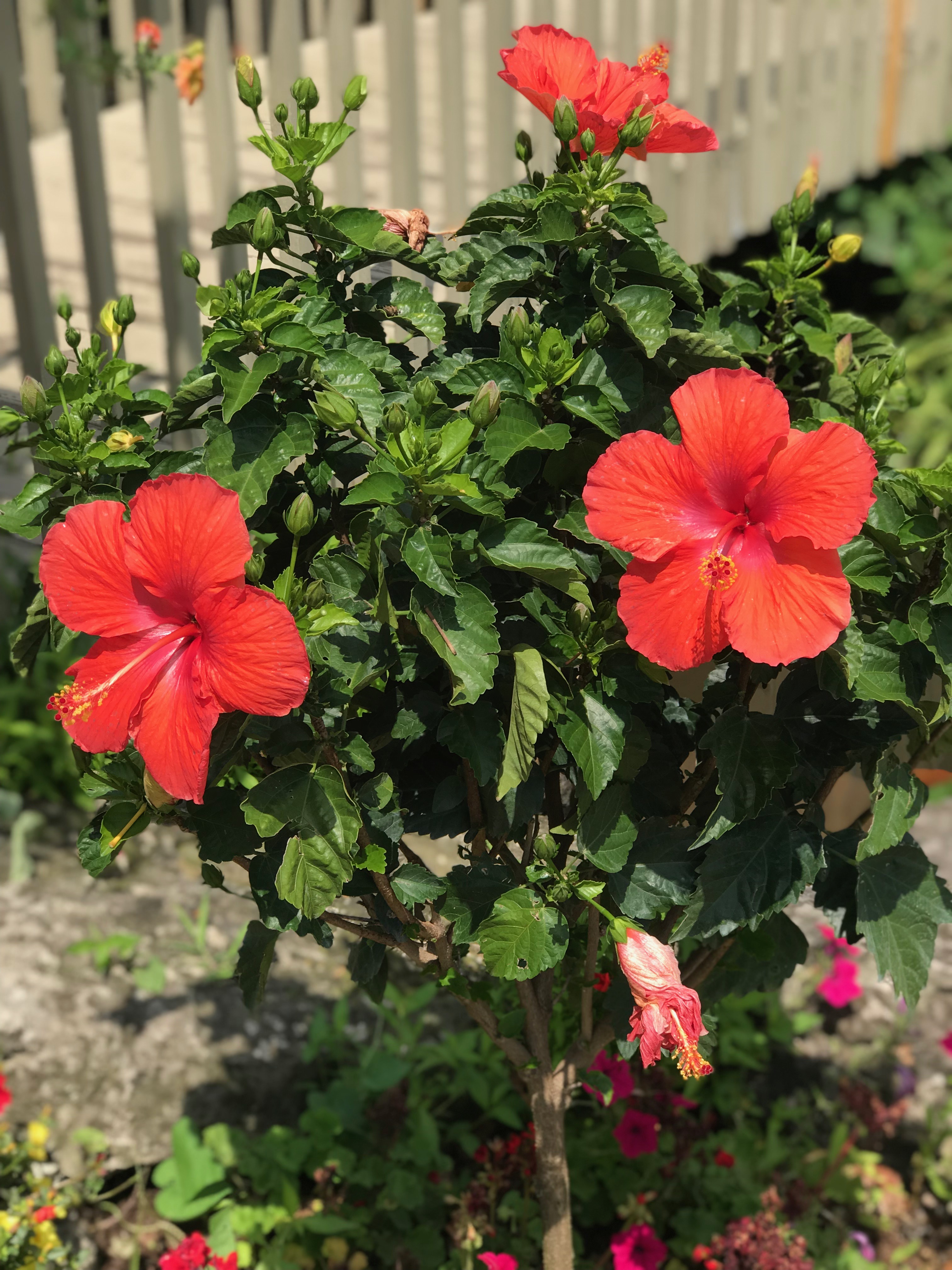 Springfield MO Garden Center & Nursery