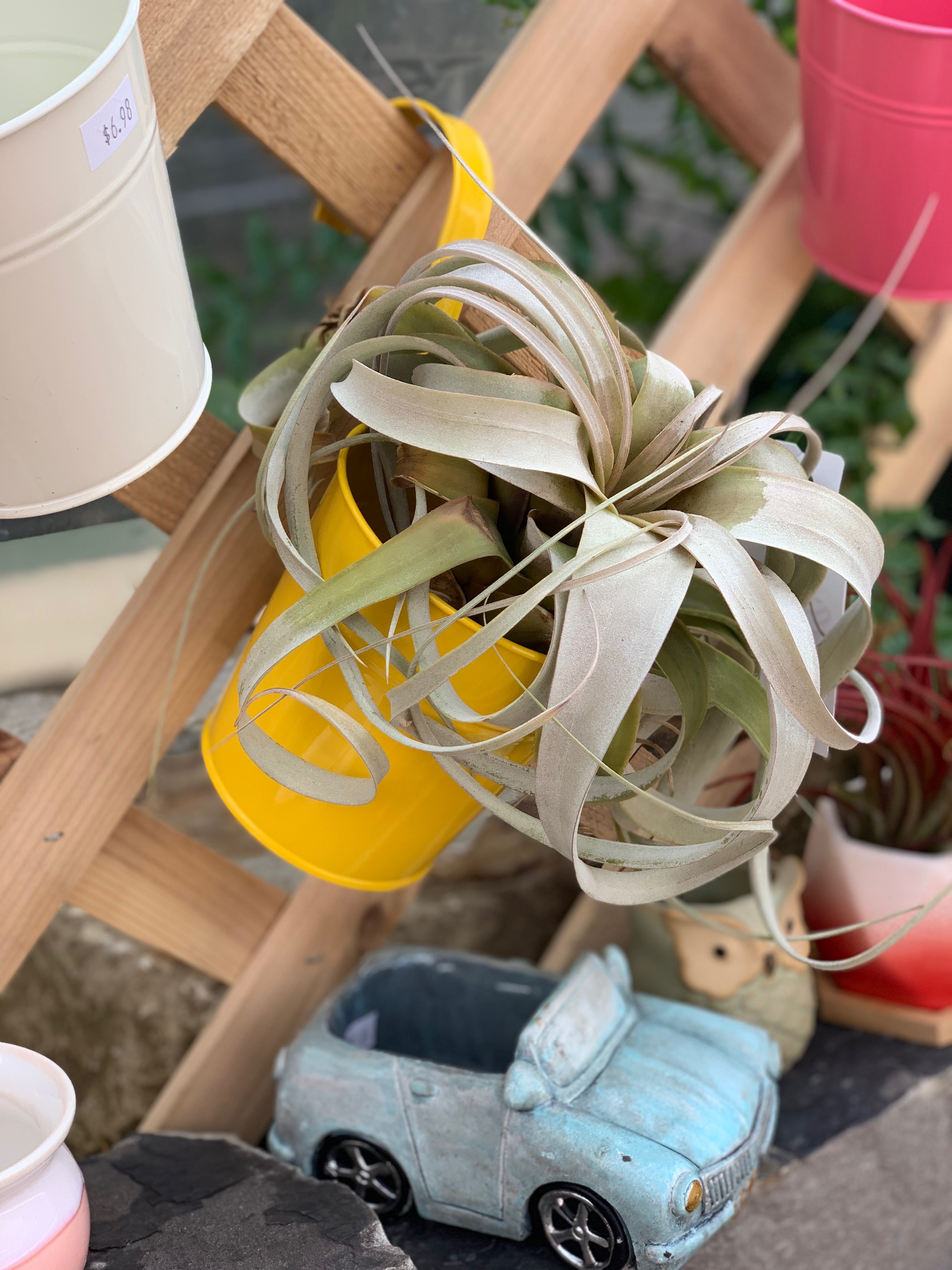 Springfield MO Garden Center & Nursery