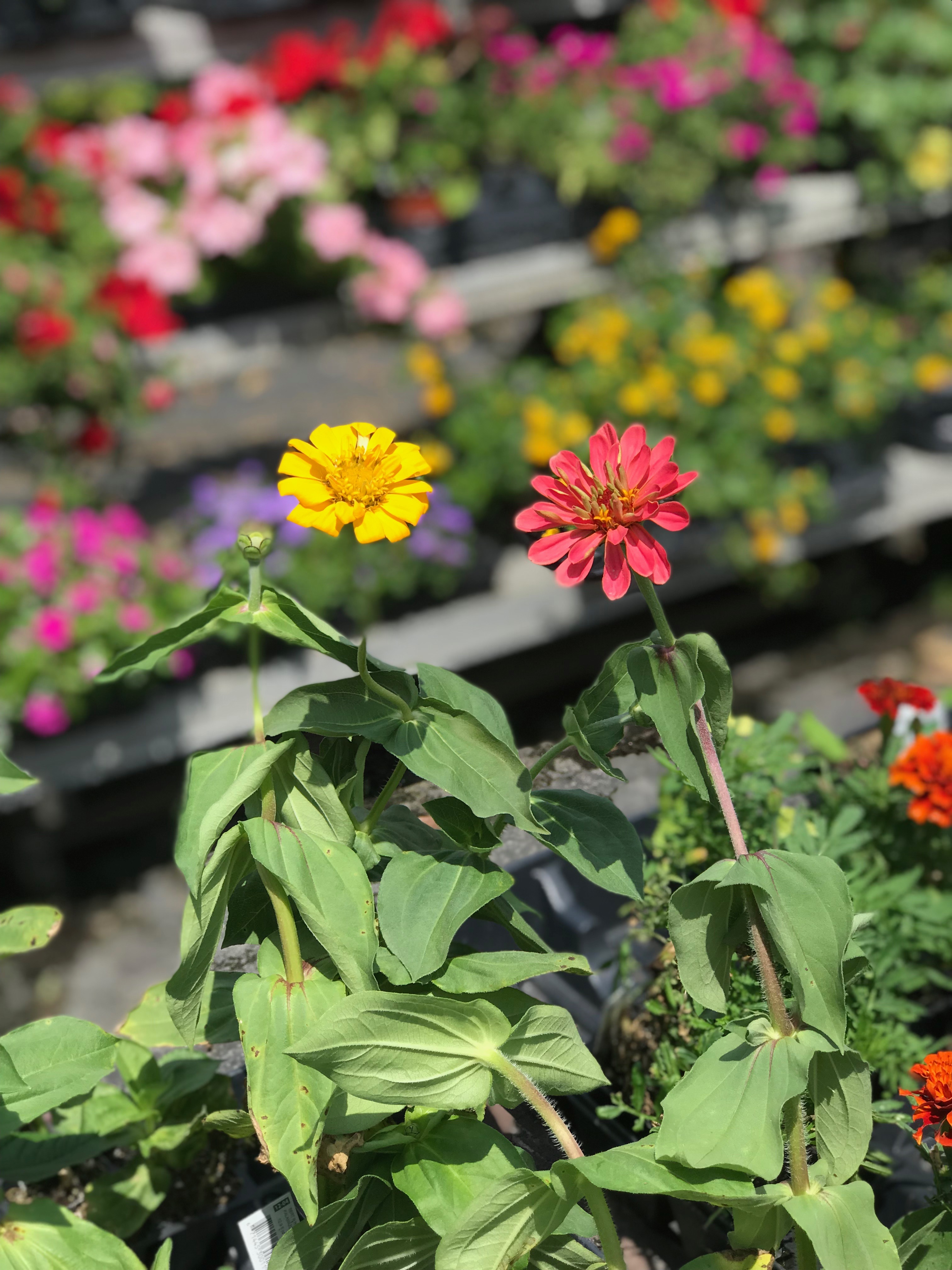 Springfield MO Garden Center & Nursery