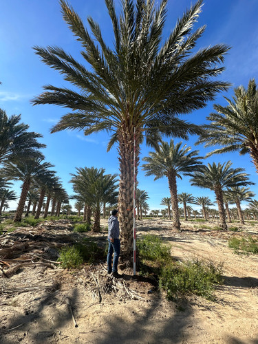 Phoenix dactylifera – Medjool Date Palm | Real Green 23 2/3 CO