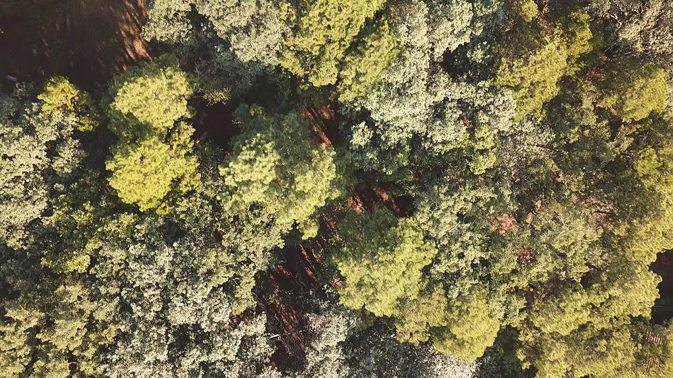 INICIO | Bosque Real deHuasca