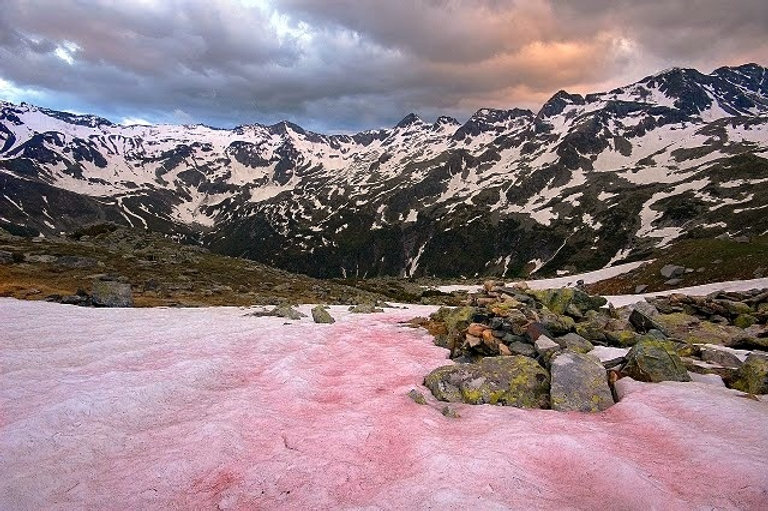Snow Algae Fights Aging snow-algae-fights-aging
