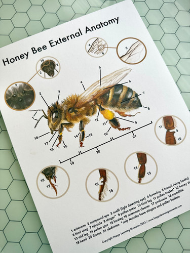 Honey Bee External Anatomy | HappyLearningMoments