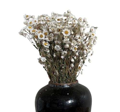 Dried Rodanthe Flower Bundle | North + Rose