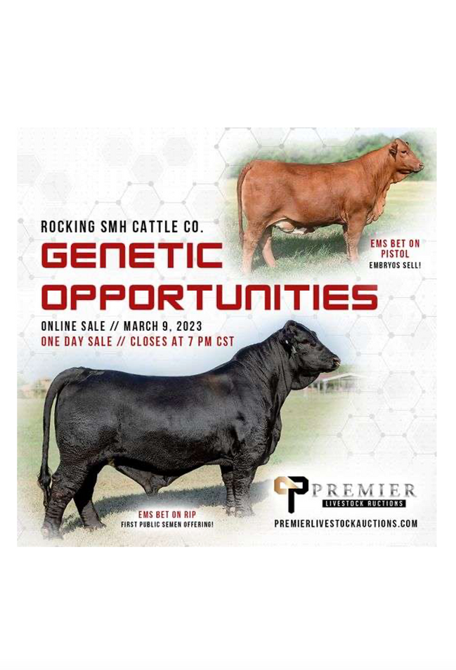 ARCHIVE | Strategy Cattle