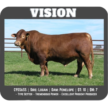 VISION SEMEN - $60/STRAW | Strategy Cattle