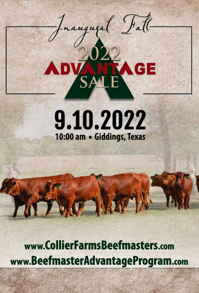 ARCHIVE | Strategy Cattle
