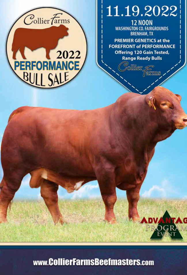 ARCHIVE | Strategy Cattle