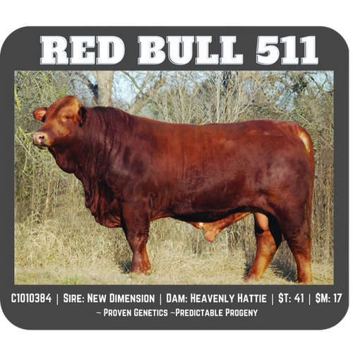 RED BULL 511 SEMEN - $60/STRAW | Strategy Cattle