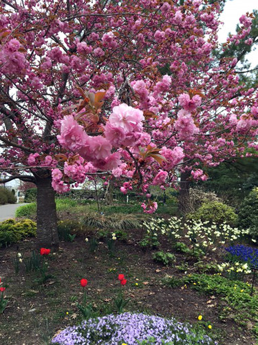 Donor Membership | Clark Botanic Garden