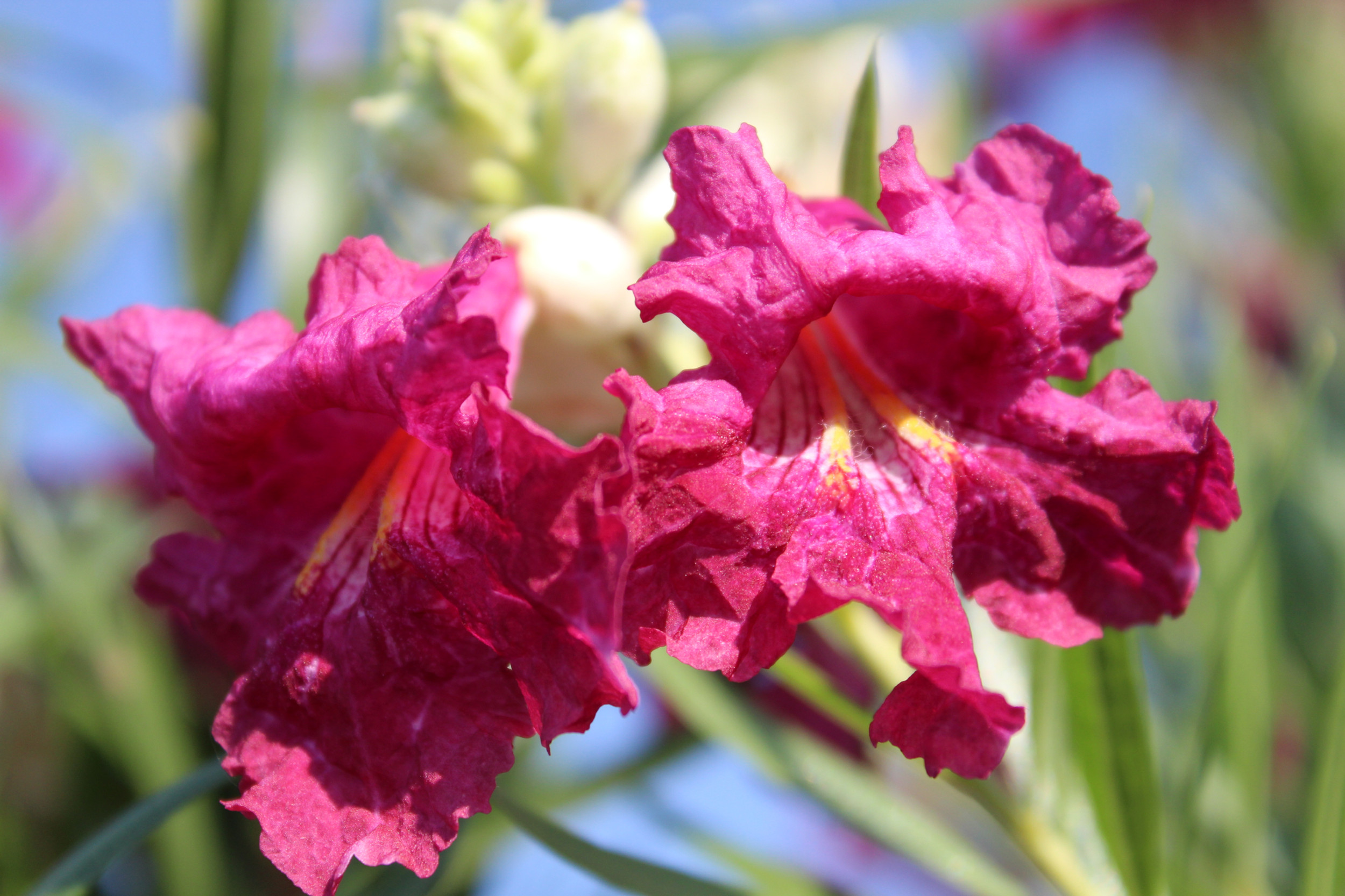 Seedless Desert Willow ‘Sweet Bubba’ is a Great Choice for Desert ...