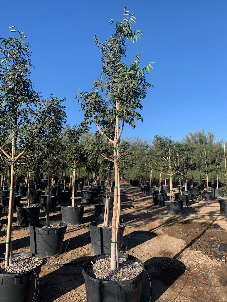 Planting Desert-Adapted Trees: A Comprehensive Guide for Landscapers ...