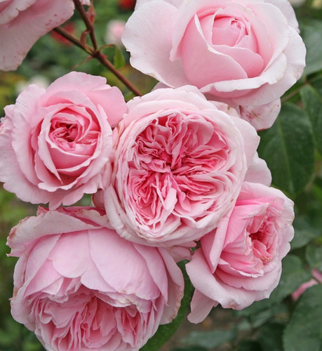 Kiss me Kate rosier grimpant | Rosiers Marro