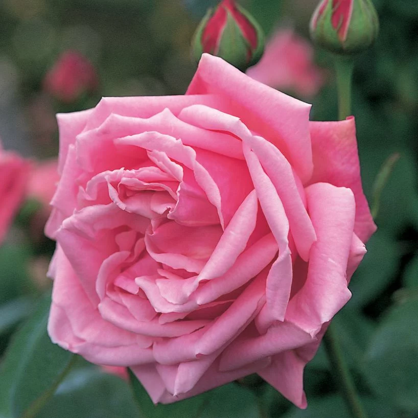 Madame Caroline Testout rosier grimpant | Rosiers Marro