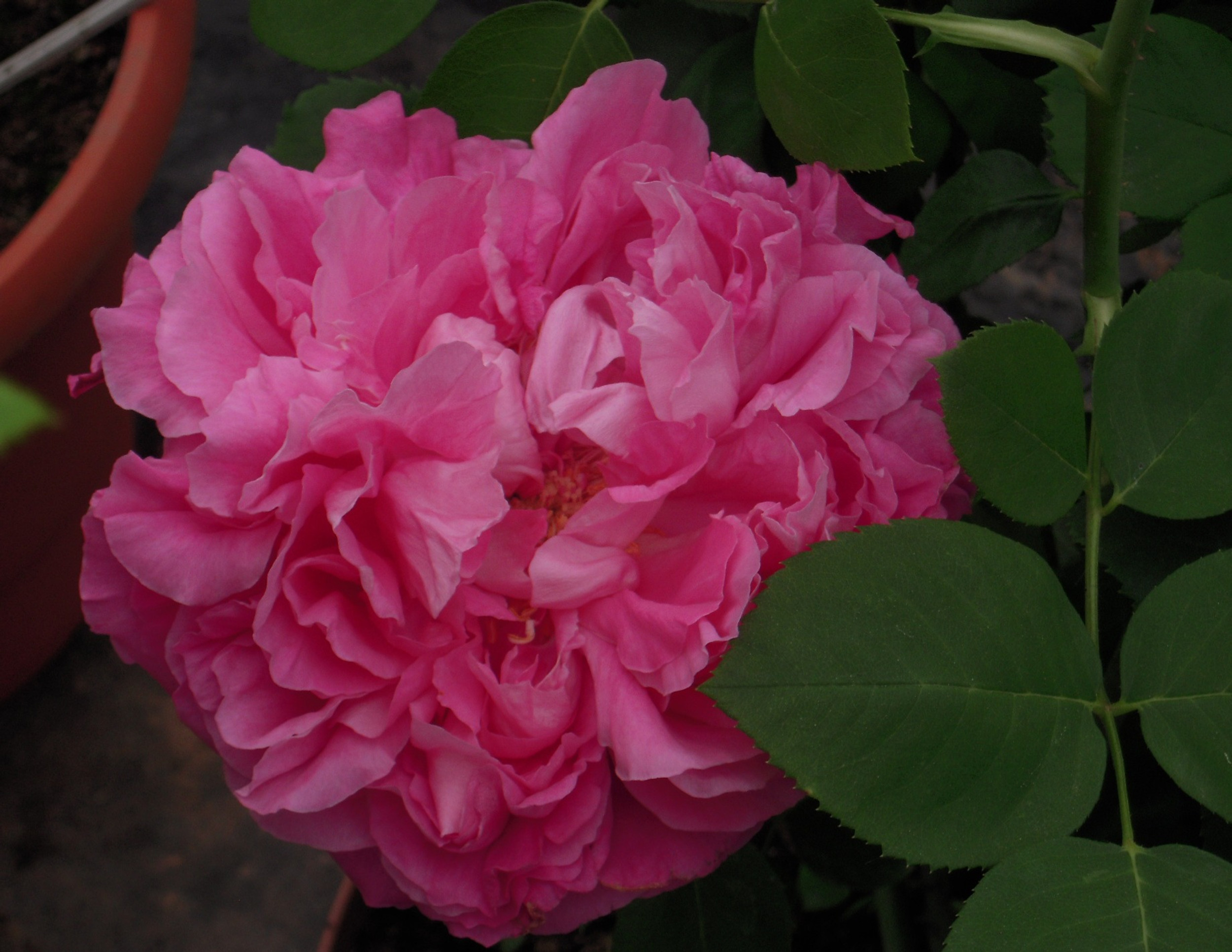 Rosiers Anciens | Rosiers Marro | Langon