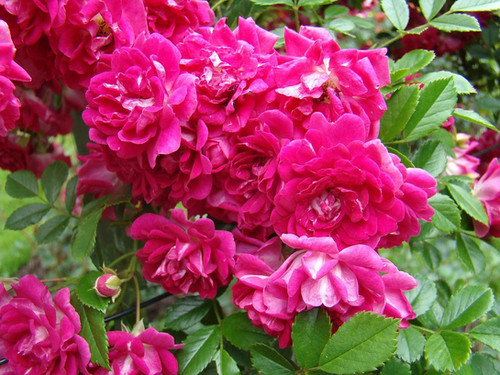 Super Excelsa rosier pleureur | Rosiers Marro