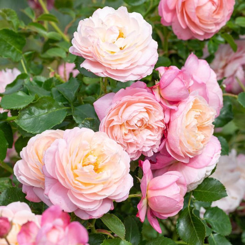 David Hockney rosier grimpant | Rosiers Marro