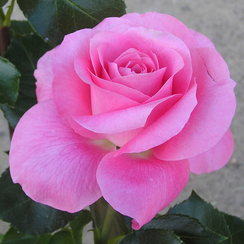 Nicole Calfan rosier buisson | Rosiers Marro