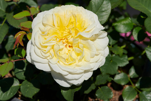 Stockholm rosier buisson | Rosiers Marro