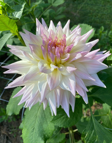 Netherton Cindy | Honey Mountain Farm