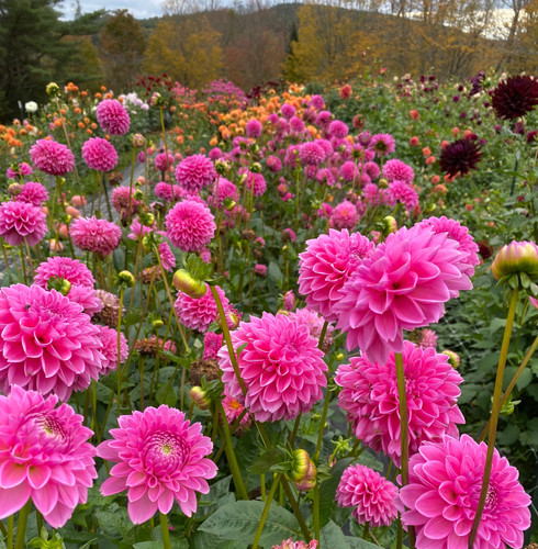 Jowey Frambo/Pink Sylvia | Honey Mountain Farm