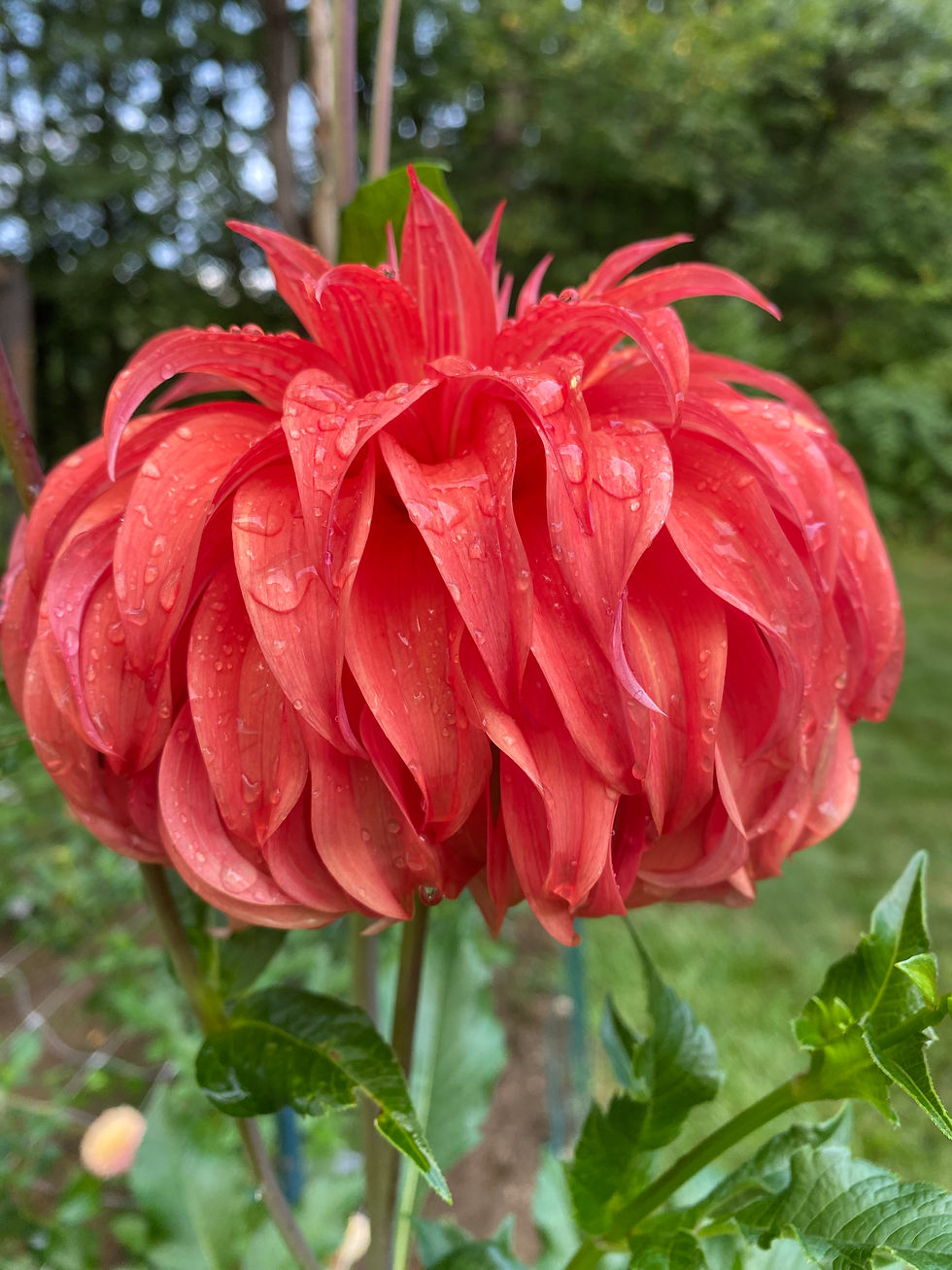 Bloomquist Jean | Honey Mountain Farm