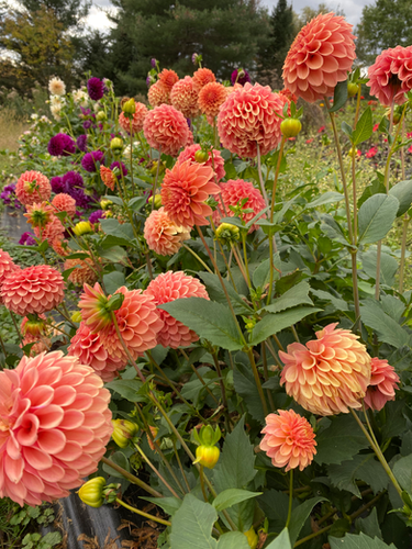 Rose Toscano | Honey Mountain Farm