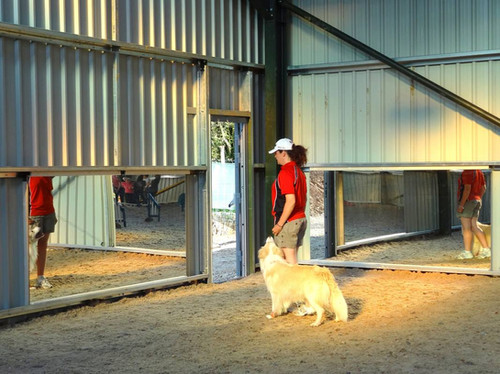 Dog Training Mirror - Indoor/Outdoor | Arena Mirrors