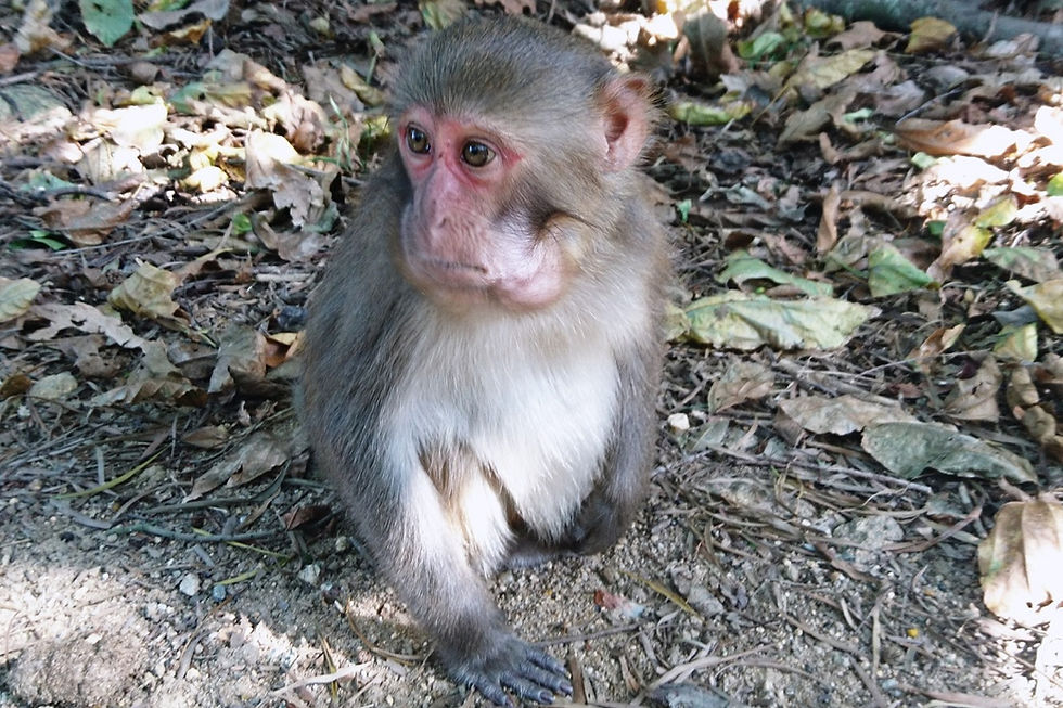 Macaca